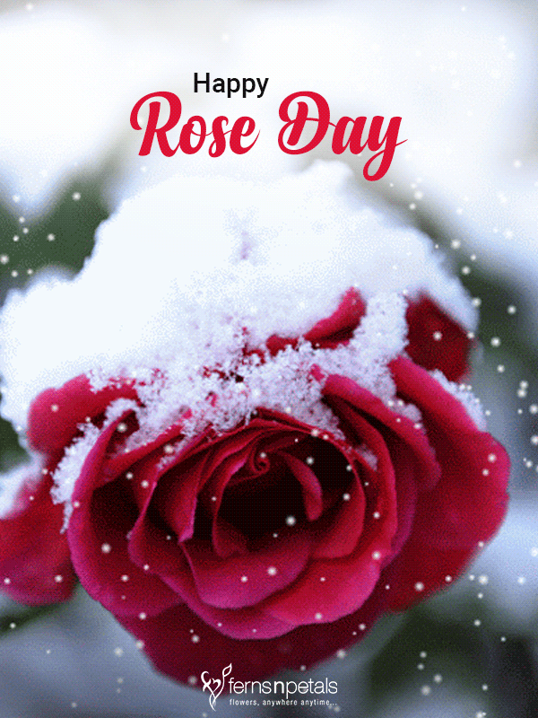 Rose Day Quotes for Boyfriend/Girlfriend | Rose Day Messages - Ferns N ...
