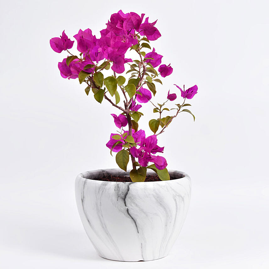 Online Pink Bougain Villa Gift Delivery in UAE - FNP