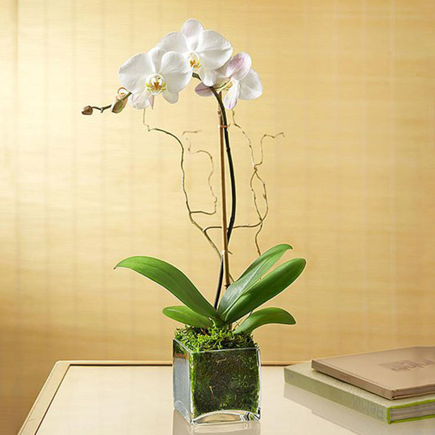 Online White Orchid Plant In Glass Vase Gift Delivery in UAE - Ferns N ...