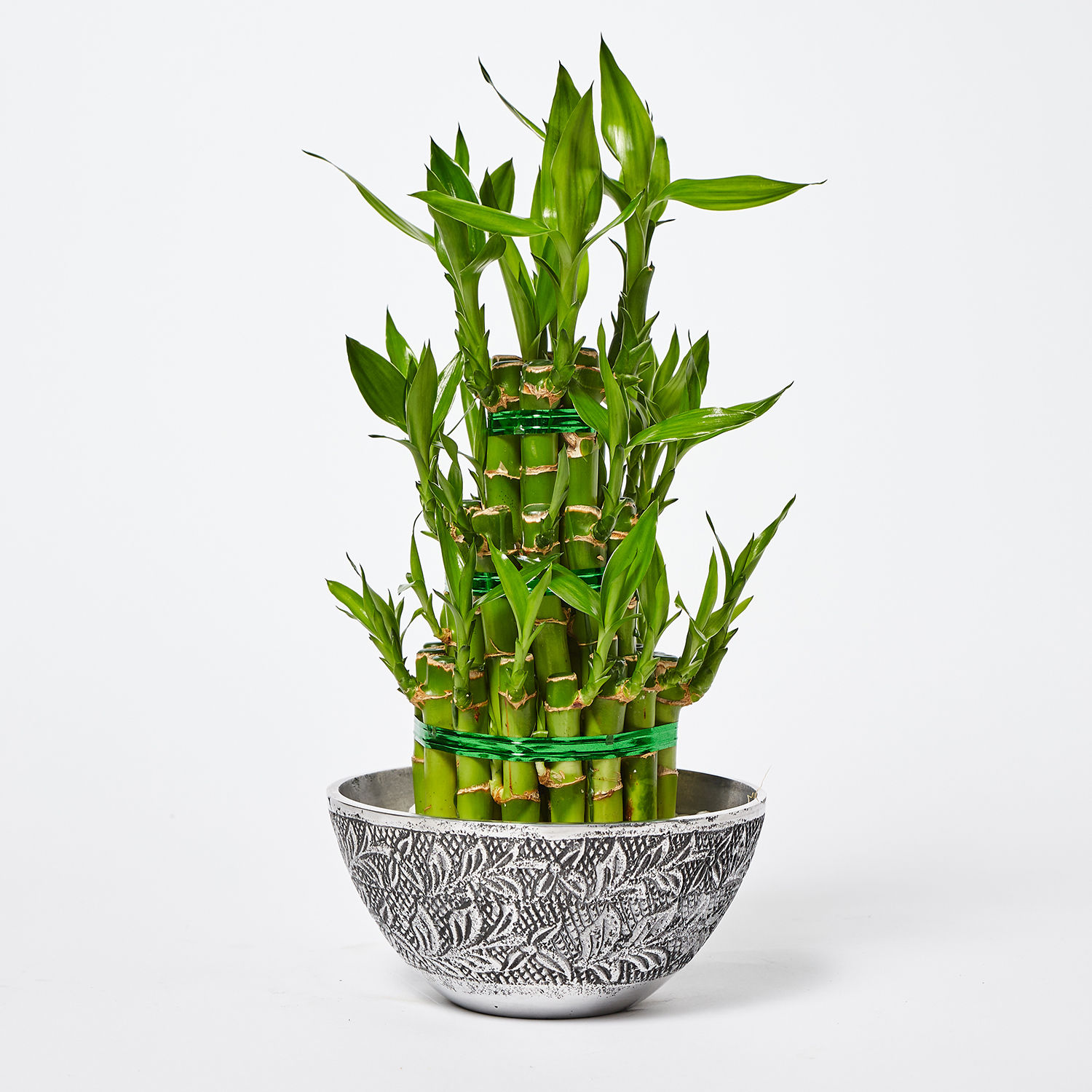 Online 3 Layer Lucky Bamboo in Designer Pot Gift Delivery in UAE ...